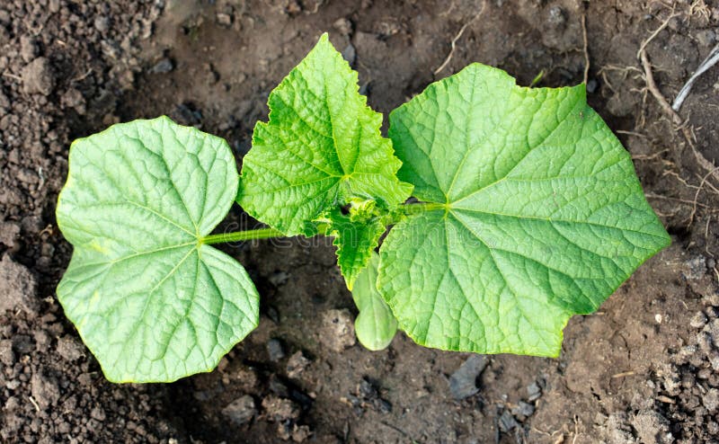 Cucumber Shoots in the Soil in the Garden. Spring Stock Image - Image ...