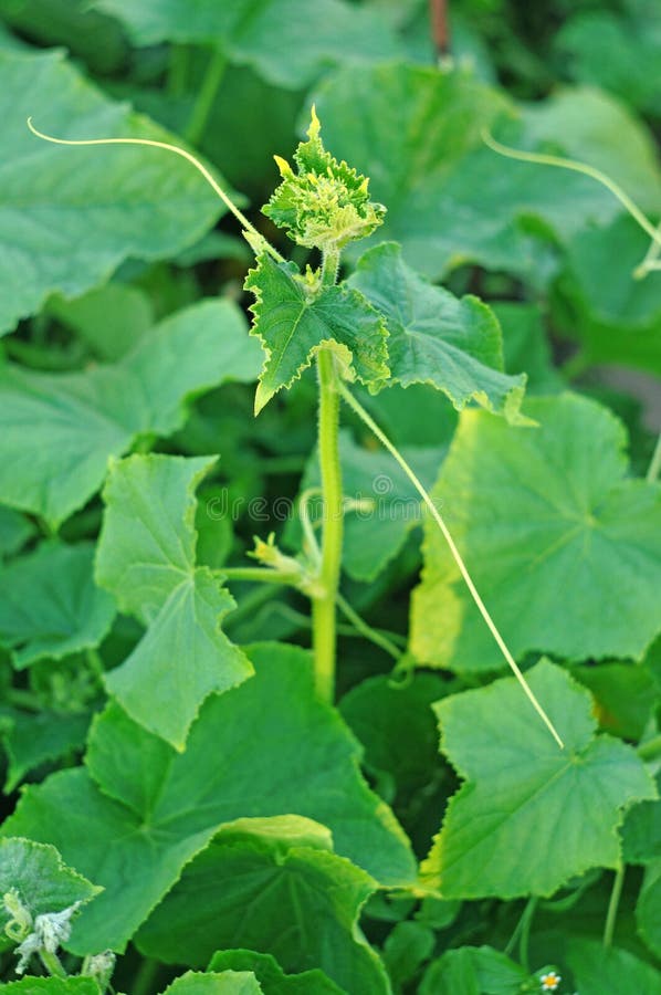 Cucumber Shoots with Tendrils Stock Image - Image of garden, nature ...