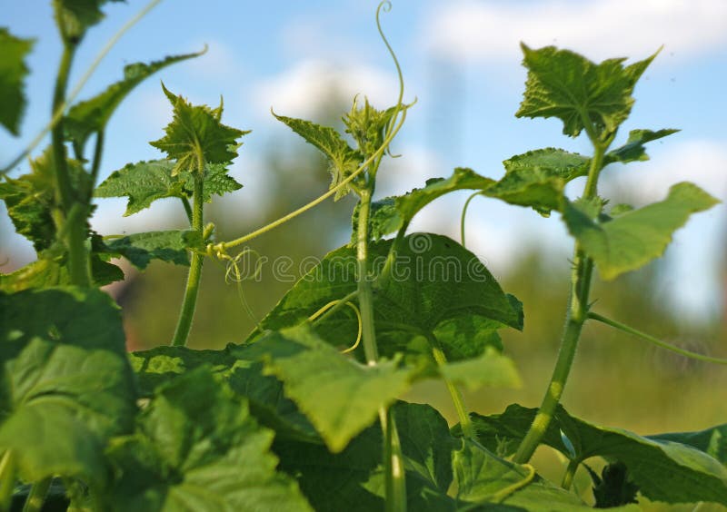 Cucumber Shoots with Tendrils Against the Blue Sky Stock Image - Image ...