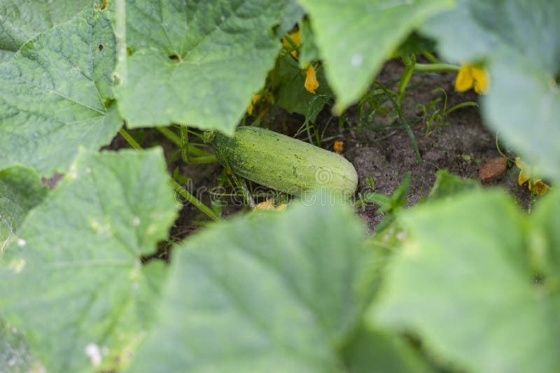 Cucumber short grow stock image. Image of agriculture - 132704527