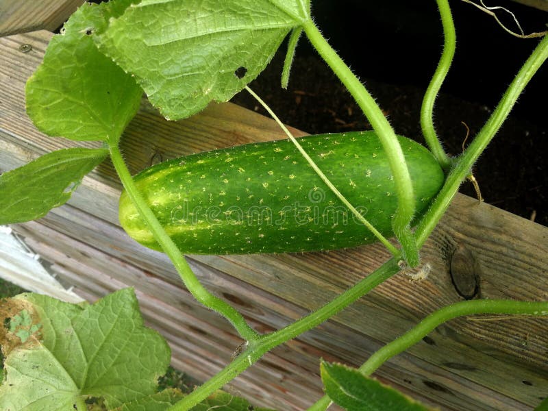Cucumber on the Shrub, Ripe for Harvest Stock Photo - Image of ...
