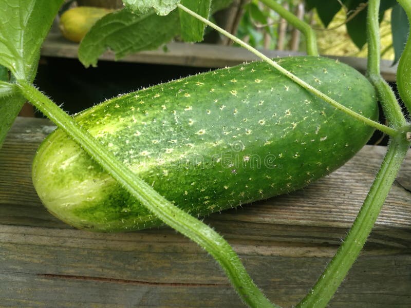 Cucumber on the Shrub, Ripe for Harvest Stock Image - Image of ...