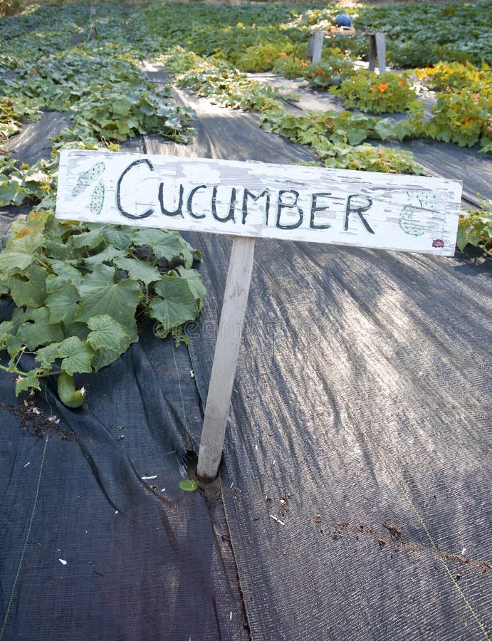 Cucumber Sign in the Garden. Stock Image - Image of leaf, vegetables ...