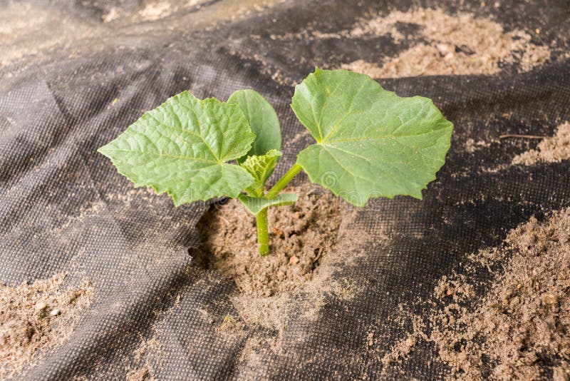 Cucumber Sprout Emerges from the Ground. Stock Photo - Image of green ...