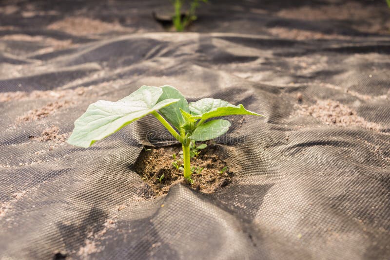 Cucumber Sprout Emerges from the Ground. Agriculture Stock Image ...