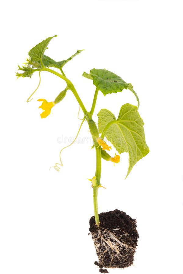 Cucumber sprout isolated stock image. Image of dirt - 264821383