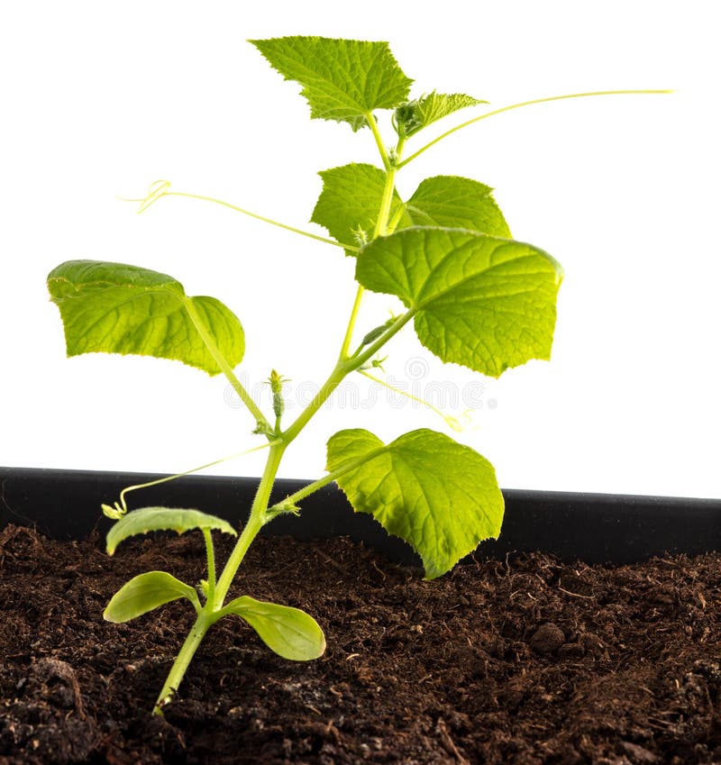 Cucumber Sprout Isolated on a White Background. Stock Image - Image of ...