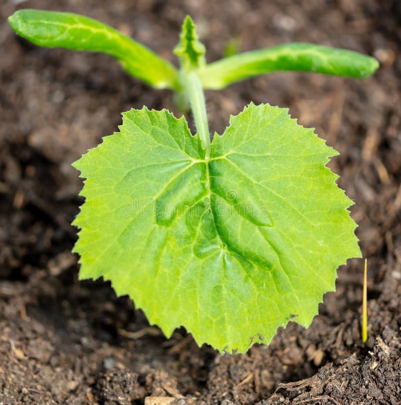 Cucumber Sprout in the Spring Stock Photo - Image of sprout, life ...