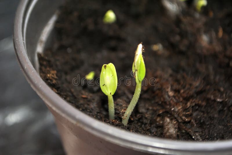 Cucumber Sprouts in the Pot Stock Image - Image of garden, leaf: 66518217