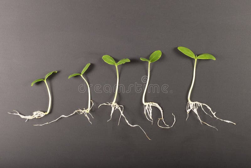 Pea Sprouts in Different Growth Stage Stock Photo - Image of seedlings ...