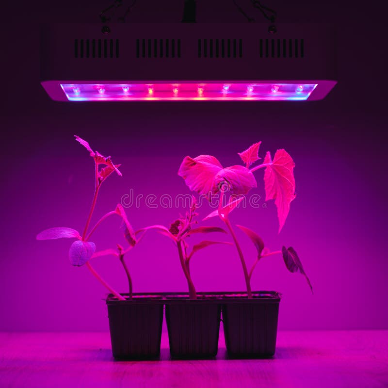 Cucumber Sprouts Under Led Light Grow Lamp Stock Image - Image of black ...