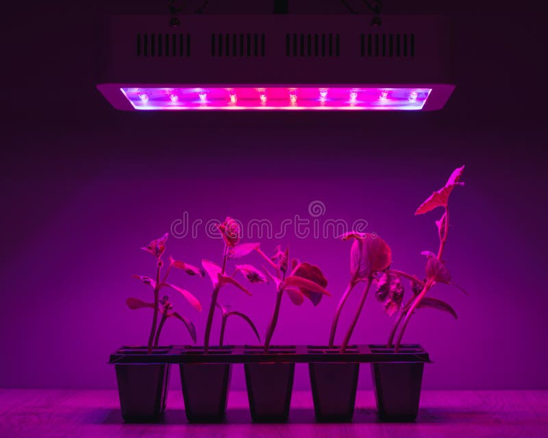 Cucumber Sprouts Under Led Light Grow Lamp Stock Image - Image of diode ...