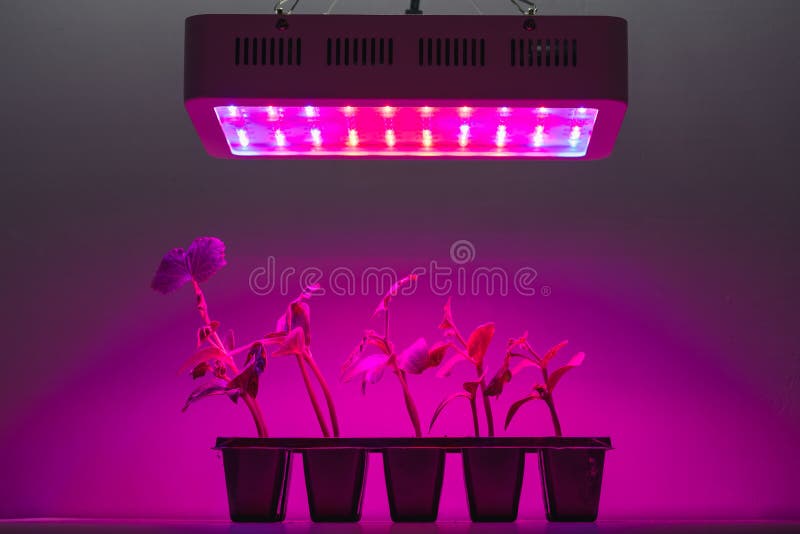 Cucumber Sprouts Under Led Light Grow Lamp Stock Image - Image of ...