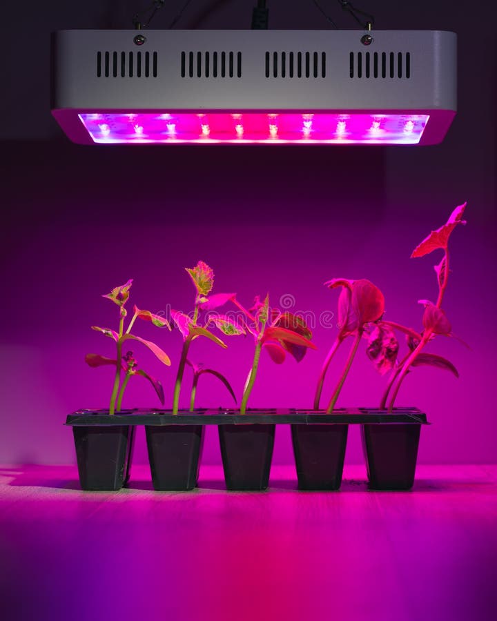 Cucumber Sprouts Under Led Light Grow Lamp Stock Photo - Image of ...
