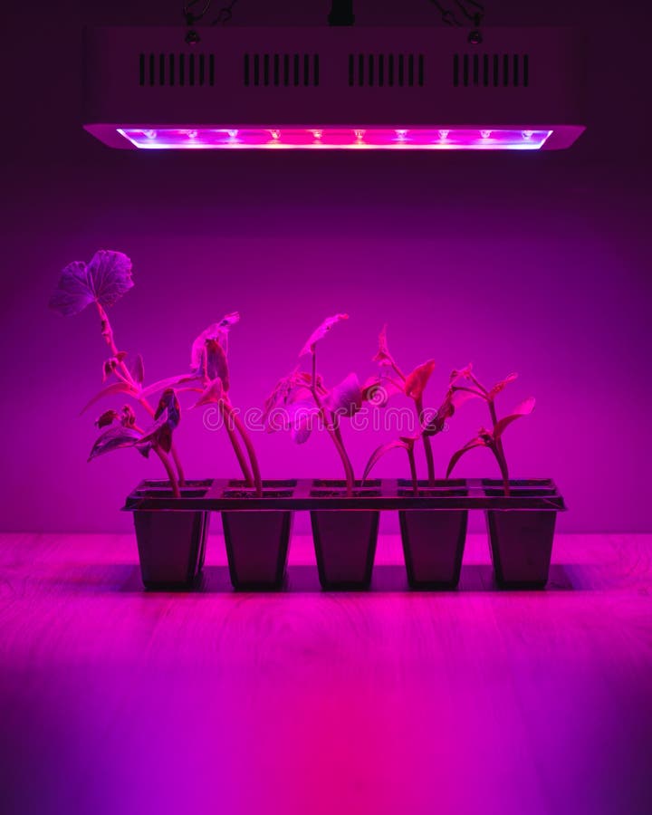 Cucumber Sprouts Under Led Light Grow Lamp Stock Photo - Image of grow ...