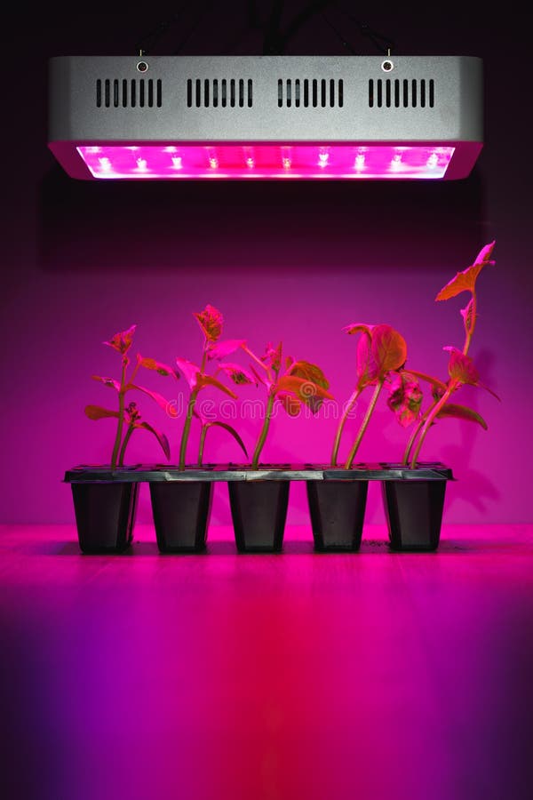 Cucumber Sprouts Under Led Light Grow Lamp Stock Photo - Image of ...