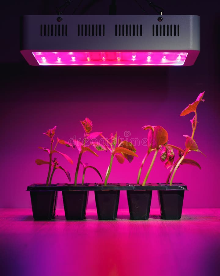 Cucumber Sprouts Under Led Light Grow Lamp Stock Photo - Image of ...