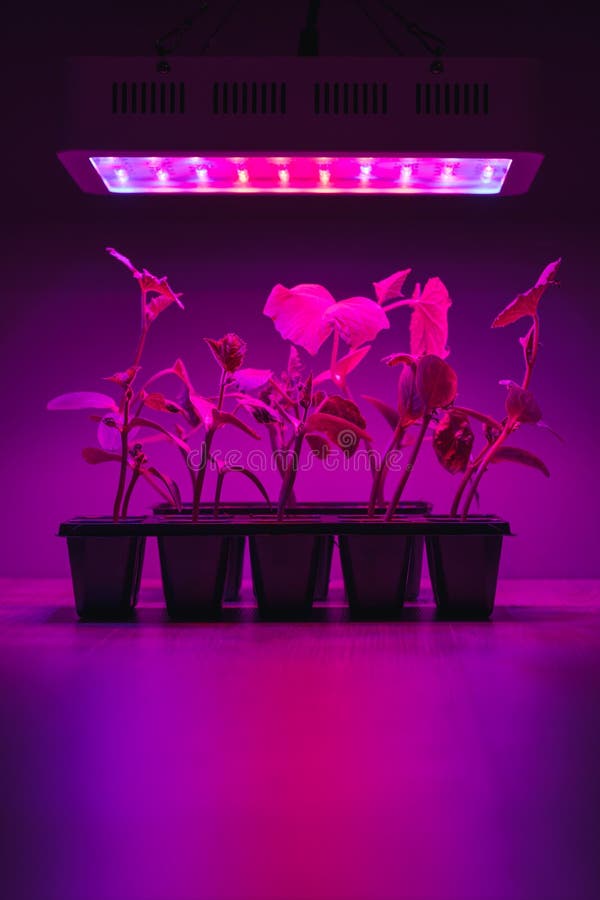 Cucumber Sprouts Under Led Light Grow Lamp Stock Photo - Image of ...