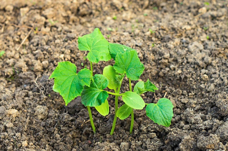 Cucumber Flowers On The Young Sprouts Stock Image - Image of vegetable ...