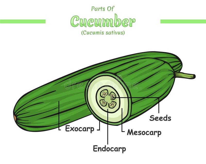 Cucumber Structure Vector Illustration Stock Vector Illustration Of Structure Line 269286368