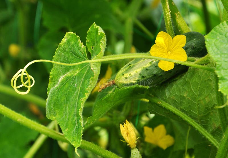 Tendril of cucumber stock image. Image of tendril, plant - 29408207