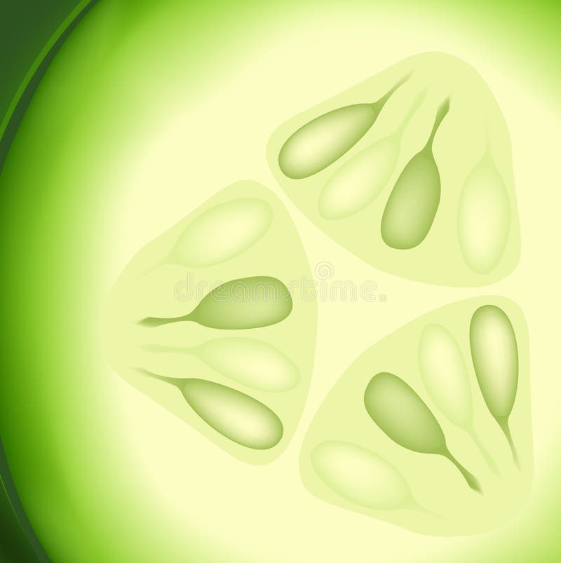 Cucumber Texture in Detail View Stock Vector - Illustration of ripe ...