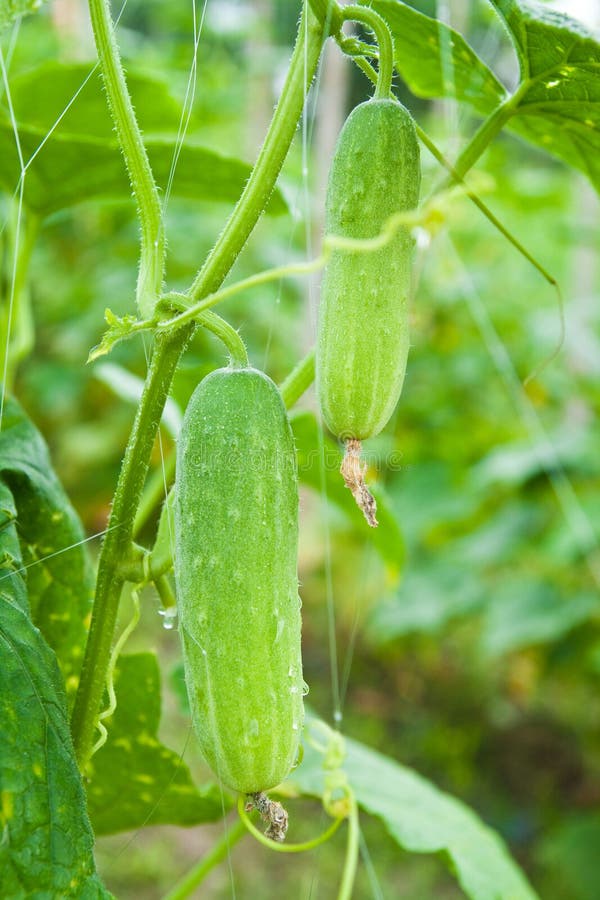 Cucumber On Tree Stock Image - Image: 21525281