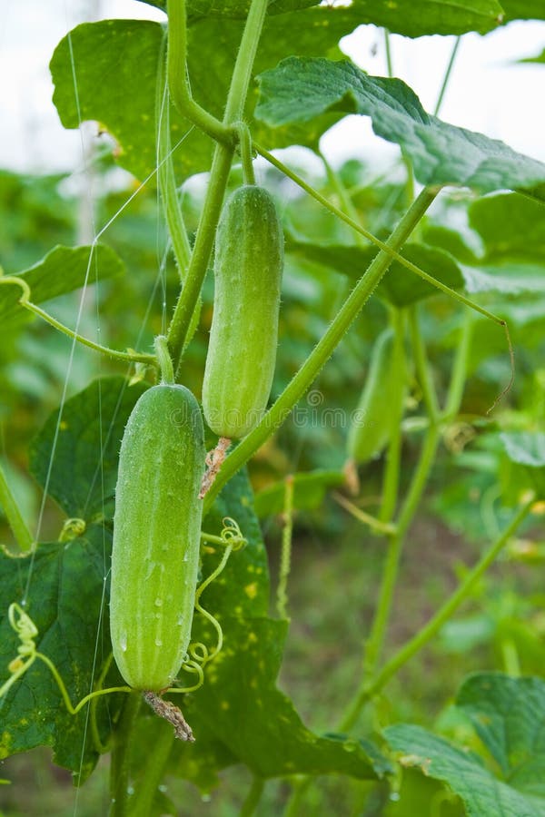 Cucumber stock photo. Image of cucumbers, produce, closeup - 20254340