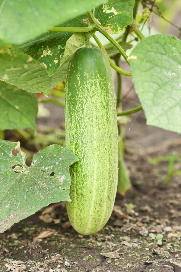 Cucumber on tree stock image. Image of closeup, rural - 23668383