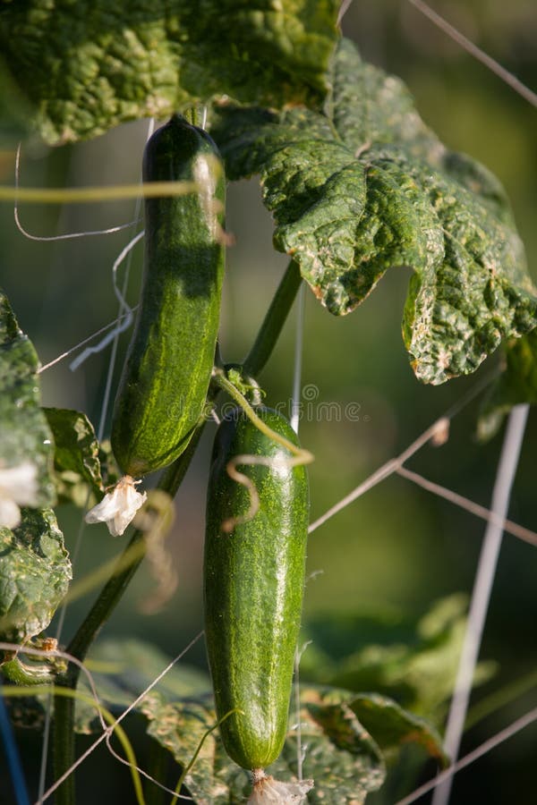 Cucumber stock image. Image of garden, green, glass, blossom - 37494723