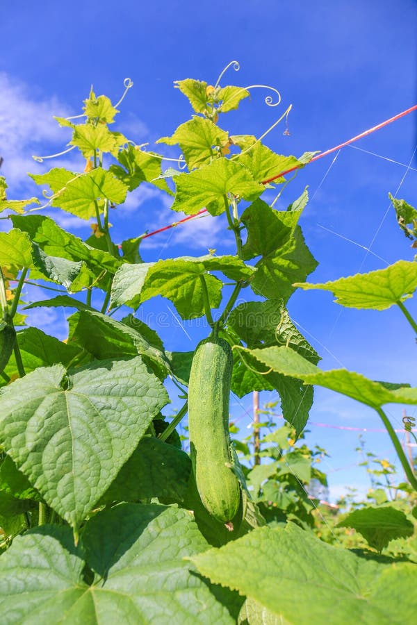 Cucumber on Tree in the Garden. Stock Photo - Image of blossom ...