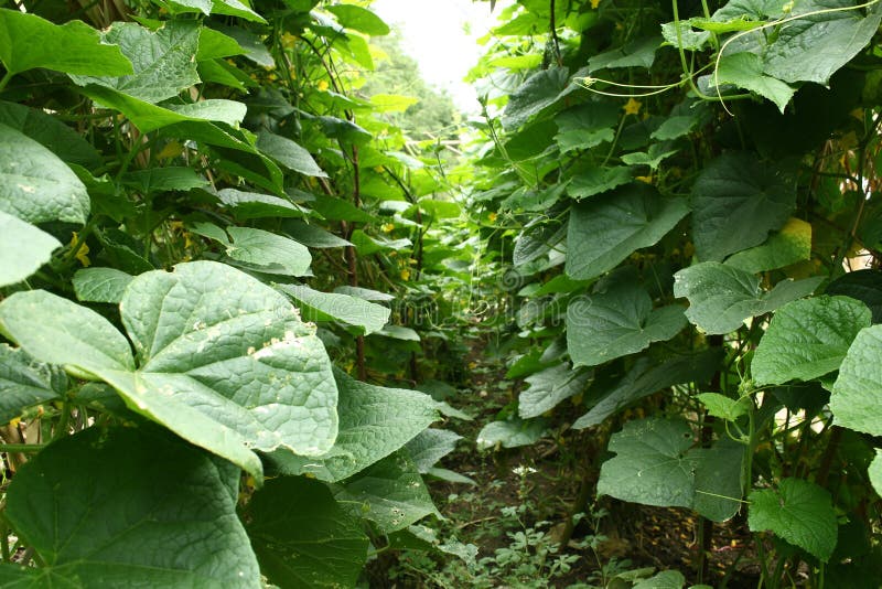 Cucumber tree stock image. Image of farming, agriculture - 75541345