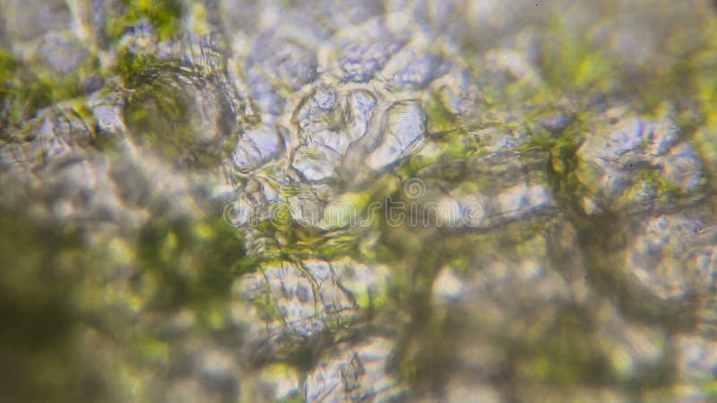 Cucumber Under the Microscope Stock Video - Video of micrography ...