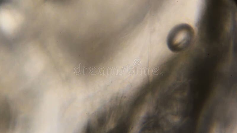 Cucumber Under the Microscope Stock Video - Video of background ...