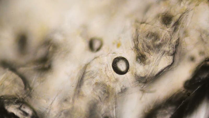 Cucumber Under the Microscope Stock Video - Video of micrography ...