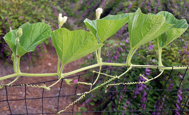 Cucumber vine stock photo. Image of cucumber, vine, cucurbits - 10848010