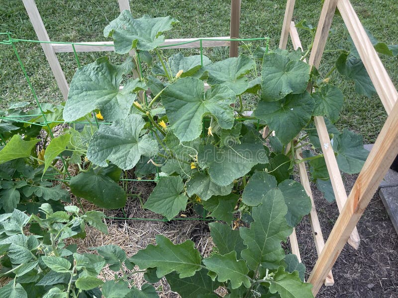 Cucumber Plants on Vegetable Patch Stock Photo - Image of plant, good ...
