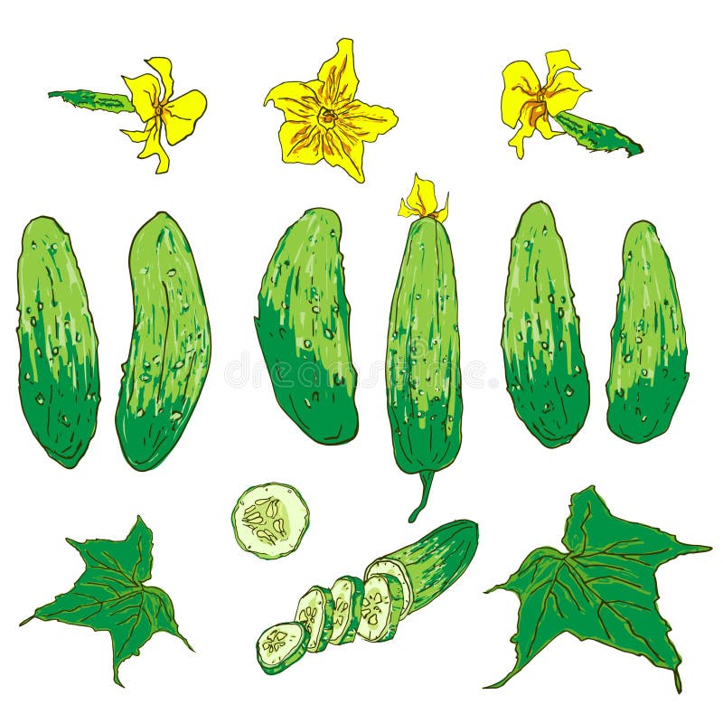 Composition of Whole and Pieces of Cucumbers. Stock Vector ...