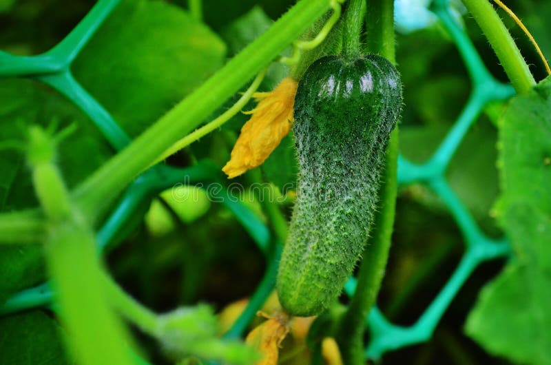 Cucumber stock image. Image of color, garden, fresh, calendar - 72137819