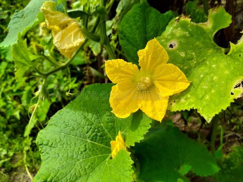 Cucumber Yellow Flower in the Garden Stock Photo - Image of tree, food ...