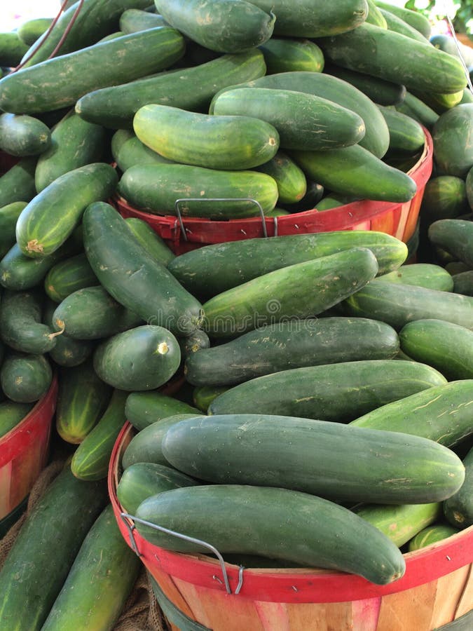 Cucumbers stock photo. Image of produce, bushel, stand - 15951614
