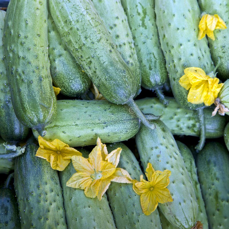 Cucumbers stock photo. Image of fresh, harvest, cucumbers - 24804528