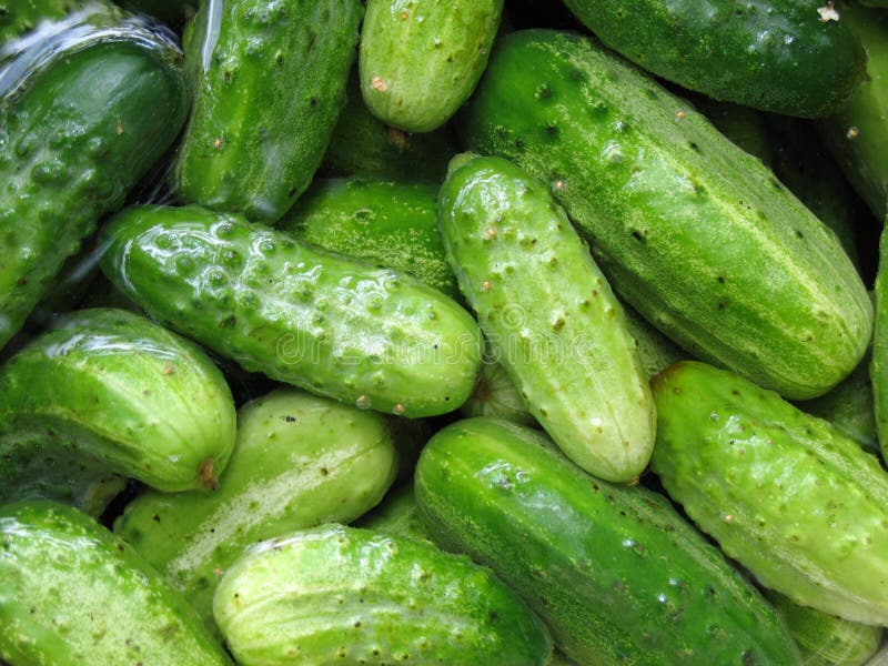 Cucumbers stock photo. Image of holiday, autumn, pickles - 2911854