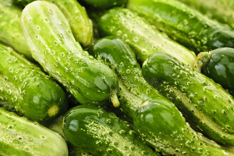 Bumpy Cucumbers Stock Photos - Free & Royalty-Free Stock Photos from ...
