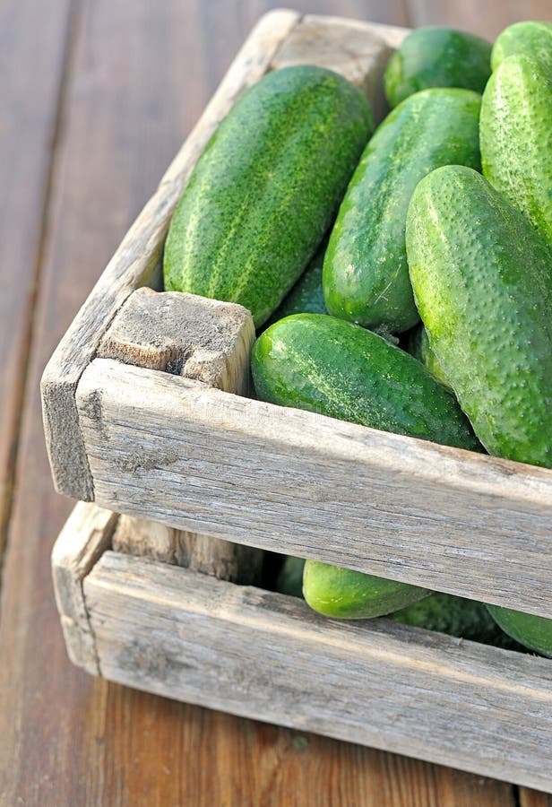 Cucumbers in a box stock image. Image of table, wooden - 20835281