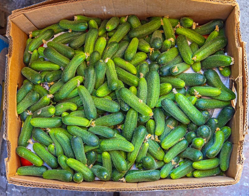 Cucumbers in Box stock image. Image of green, produce - 260278531