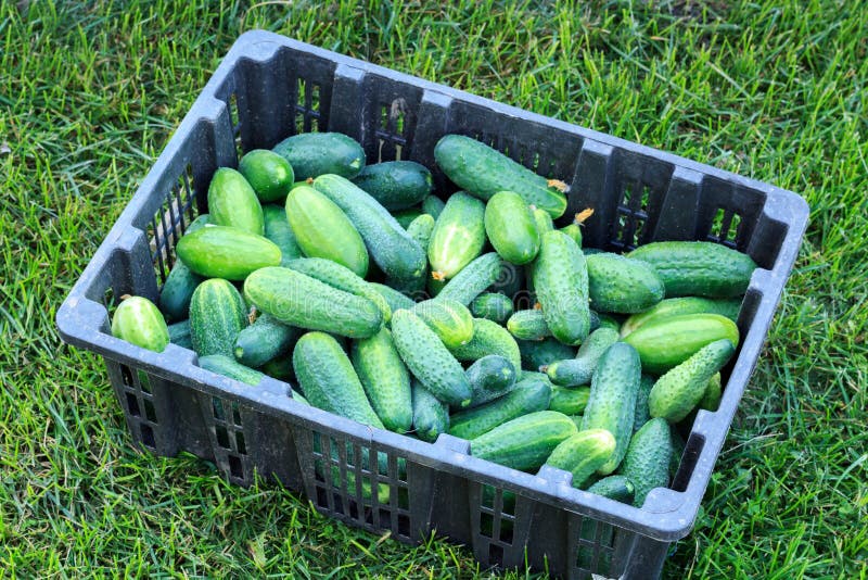 Cucumbers in a box stock image. Image of gathering, cultivated - 82419981