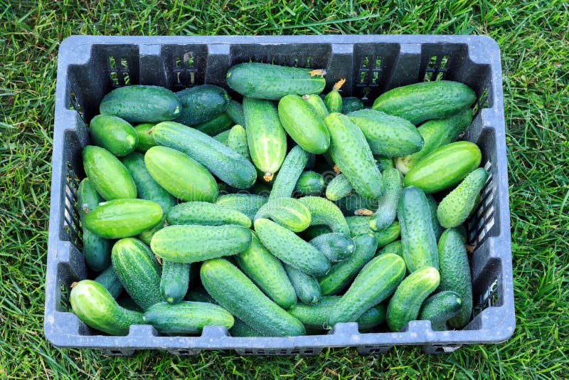 Cucumbers in a box stock image. Image of green, rural - 82421489