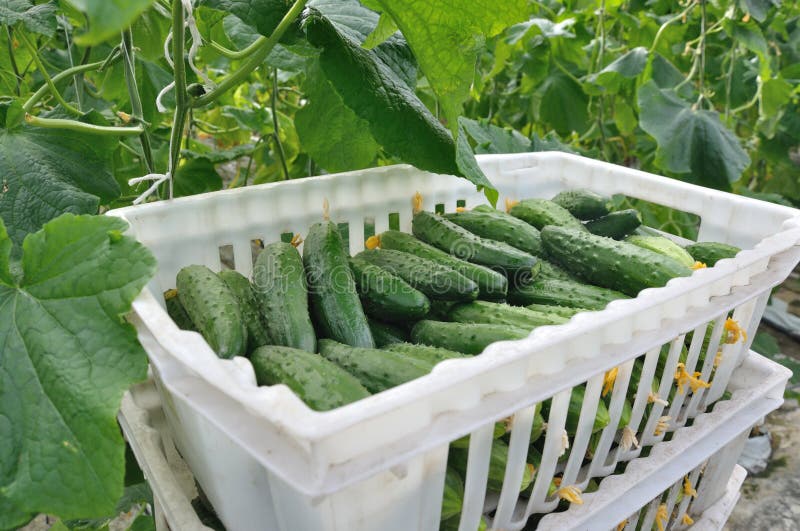 Cucumbers in a box stock photo. Image of grow, harvesting - 31230452