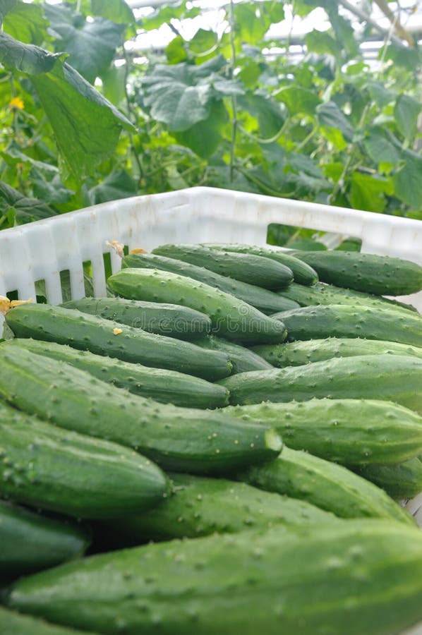 Cucumbers in a box stock photo. Image of cultivated, farm - 31230458